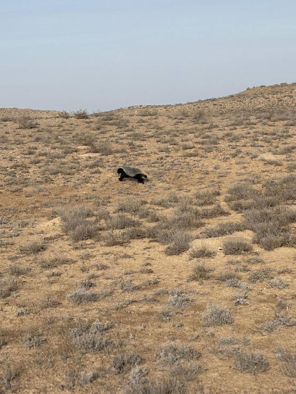 Fearless: Rare Honey Badger Spotted in Ustyurt Nature Reserve
