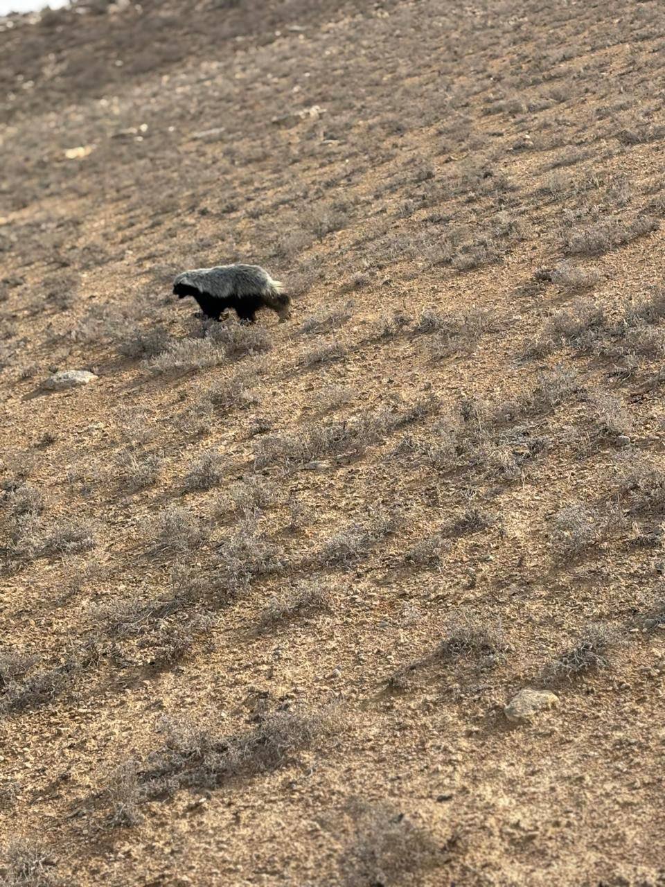 Fearless: Rare Honey Badger Spotted in Ustyurt Nature Reserve