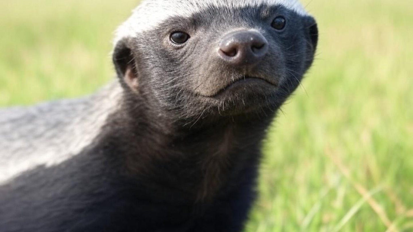 Fearless: Rare Honey Badger Spotted in Ustyurt Nature Reserve