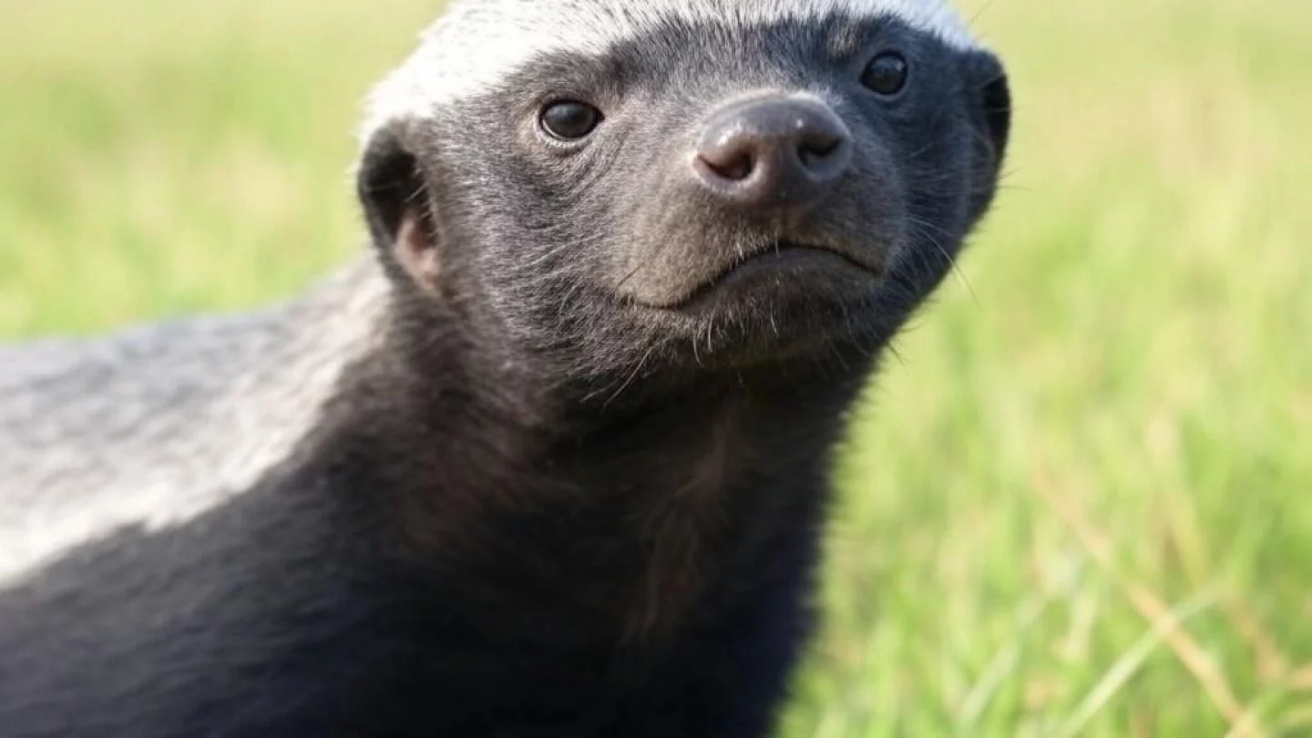 Fearless: Rare Honey Badger Spotted in Ustyurt Nature Reserve