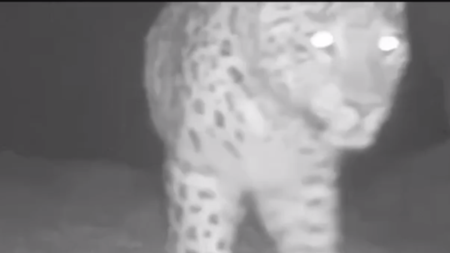 Rare Caucasian Leopard Caught on Camera