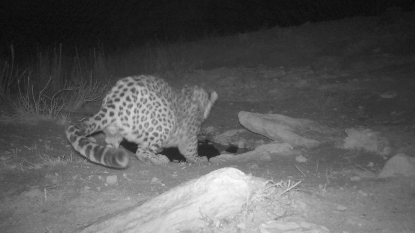 Back in Sight: Endangered Leopard Makes Fifth Appearance in Kazakhstan