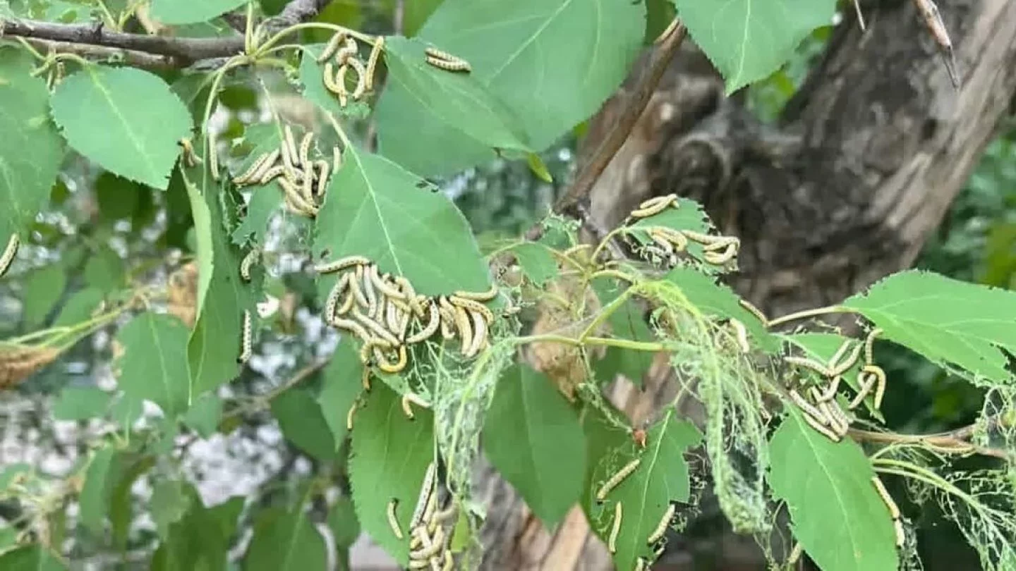 Caterpillar Invasion Putting Qaraganda's Green Spaces at Risk ...