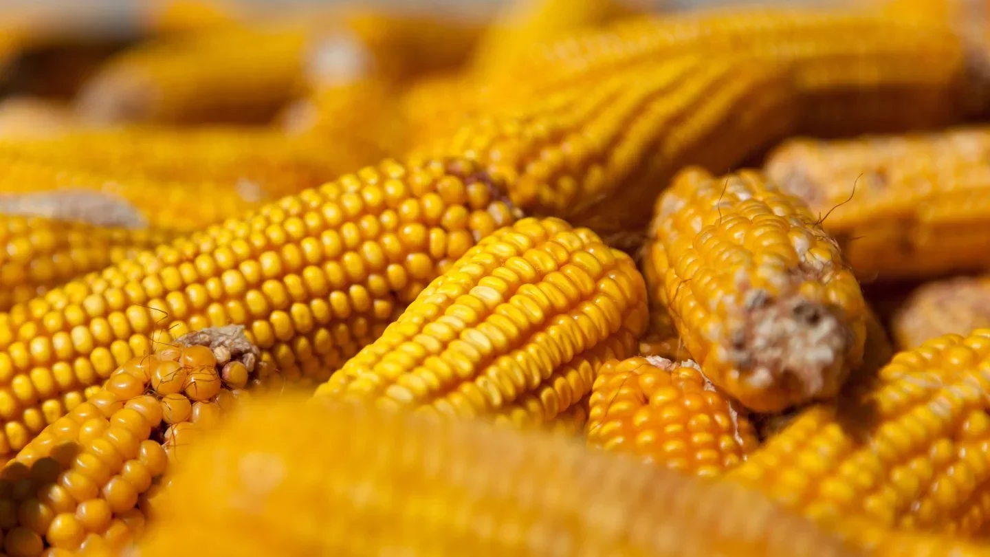 Chinese Firm to Build $800 Million Corn Processing Plant in Kazakhstan